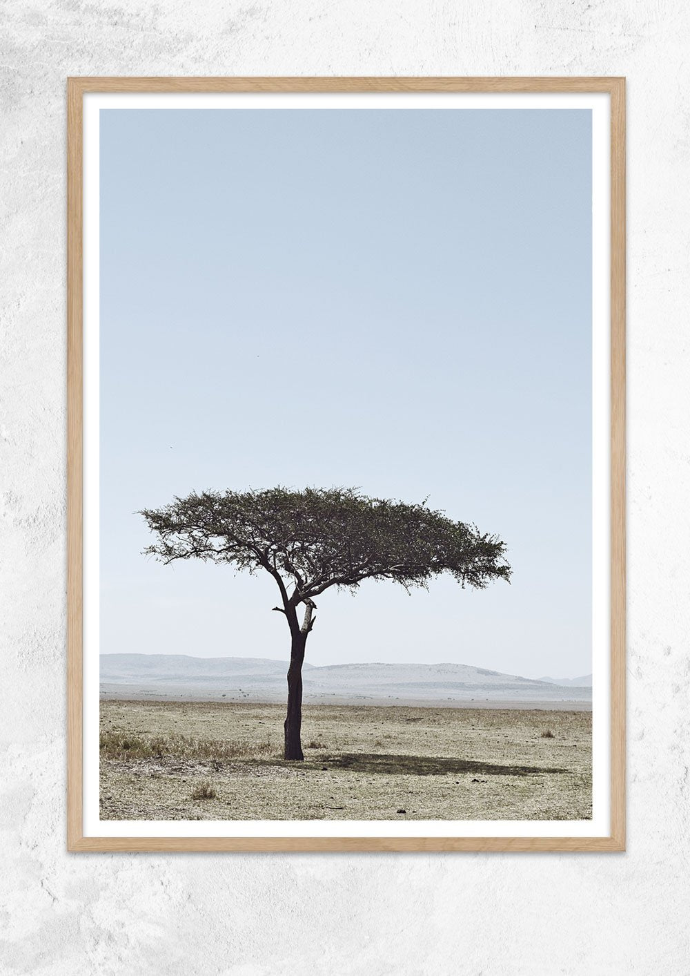 Acacia Tree – Stories for Walls